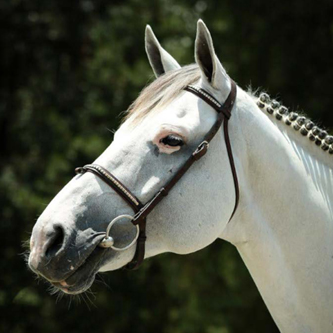 RM Sport Horses